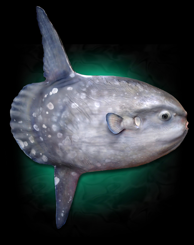 Ocean Sunfish Mola Mola Mounts by Marine Creations Taxidermy