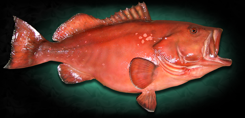 Taxidermy Red Grouper Replica Mount