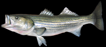 Striped Bass Fish Mounts by Marine Creations Taxidermy