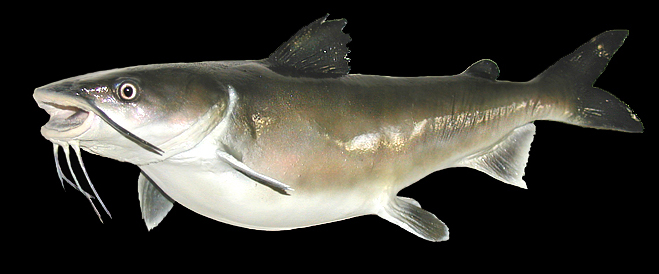 Hardhead_catfish