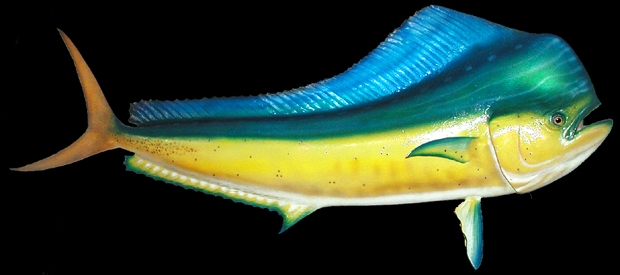Dolphin Mahi Mahi Mounts by Marine Creations Taxidermy
