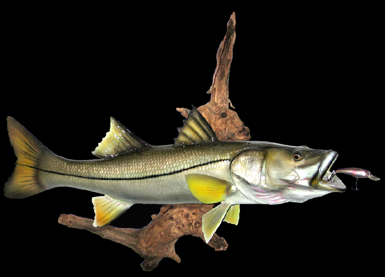 TAxidermy Mount snook Replicas