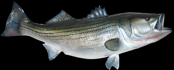Striped Bass Fish Mounts by Marine Creations Taxidermy