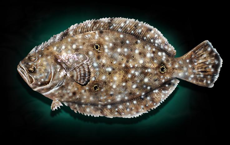 Flounder replica Mounts by Marine Creations Taxidermy