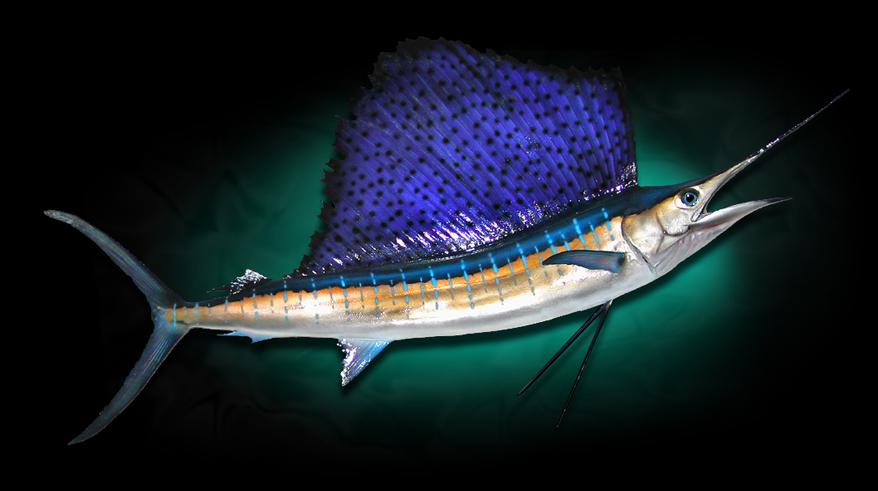 Pacific Sailfish Mounts by Marine Creations Taxidermy, fish mounts