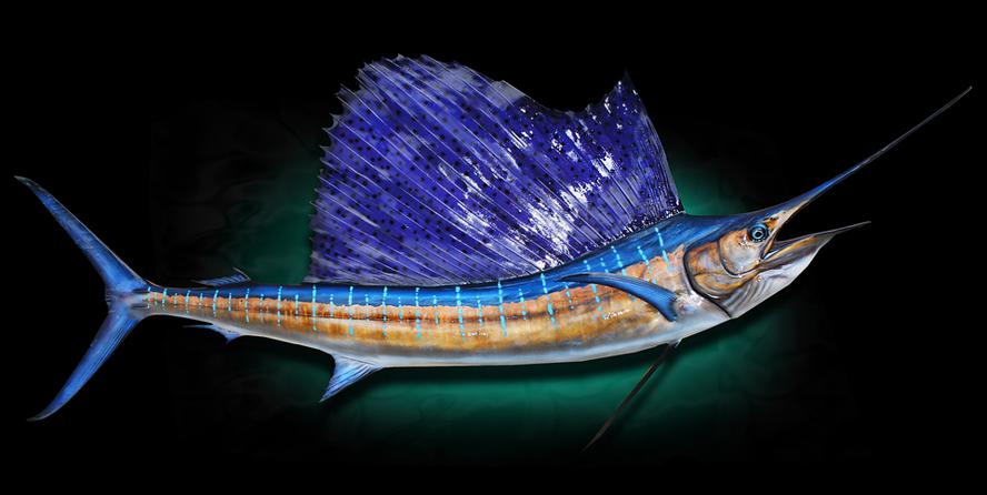 Pacific Sailfish Mounts by Marine Creations Taxidermy, fish mounts